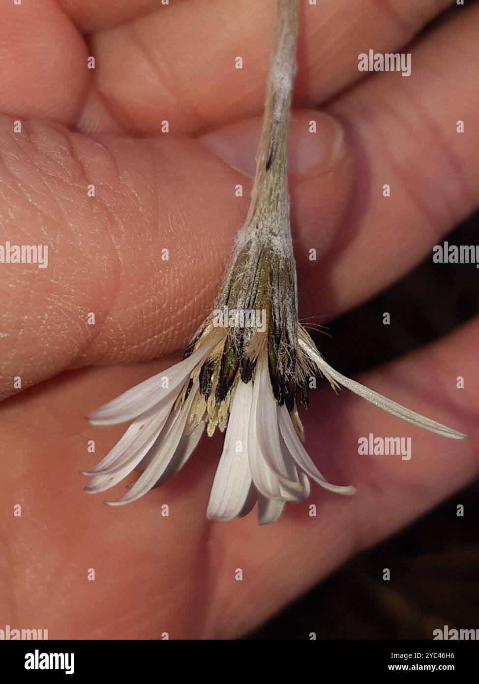 Common Mountain Daisy (Celmisia gracilenta) Plantae Stock Photo - Alamy
