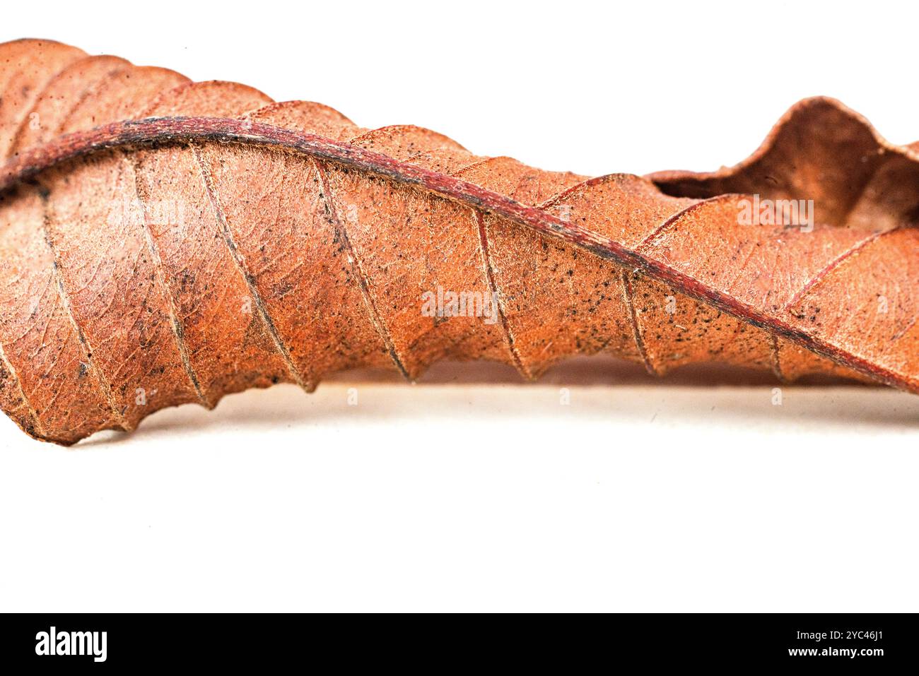Guava leaf patterns hi-res stock photography and images - Alamy
