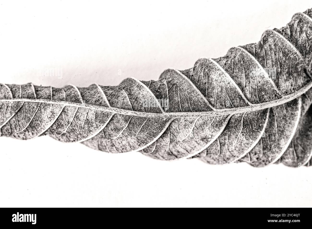 Guava leaf detail, curves, patterns and texture Stock Photo - Alamy