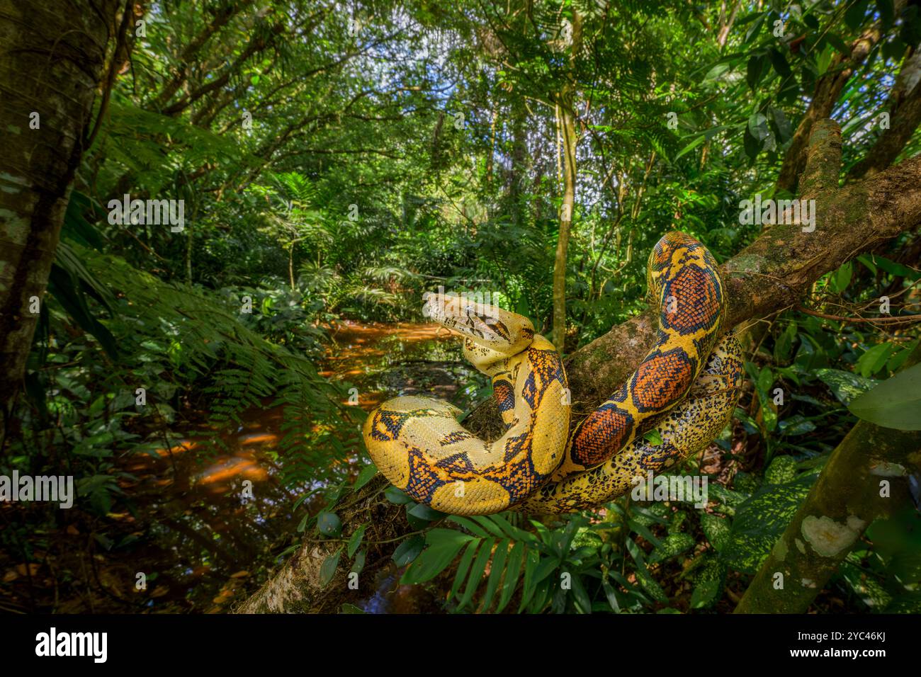 Boa Constrictor (Boa constrictor) coiled on branch in rainforest ...