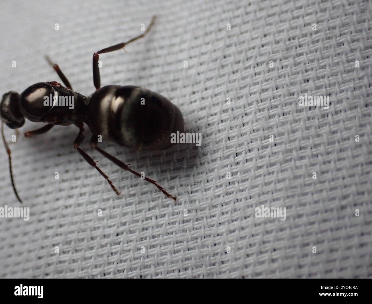 fusca-group Field Ants and Allies (Formica fusca) Insecta Stock Photo ...