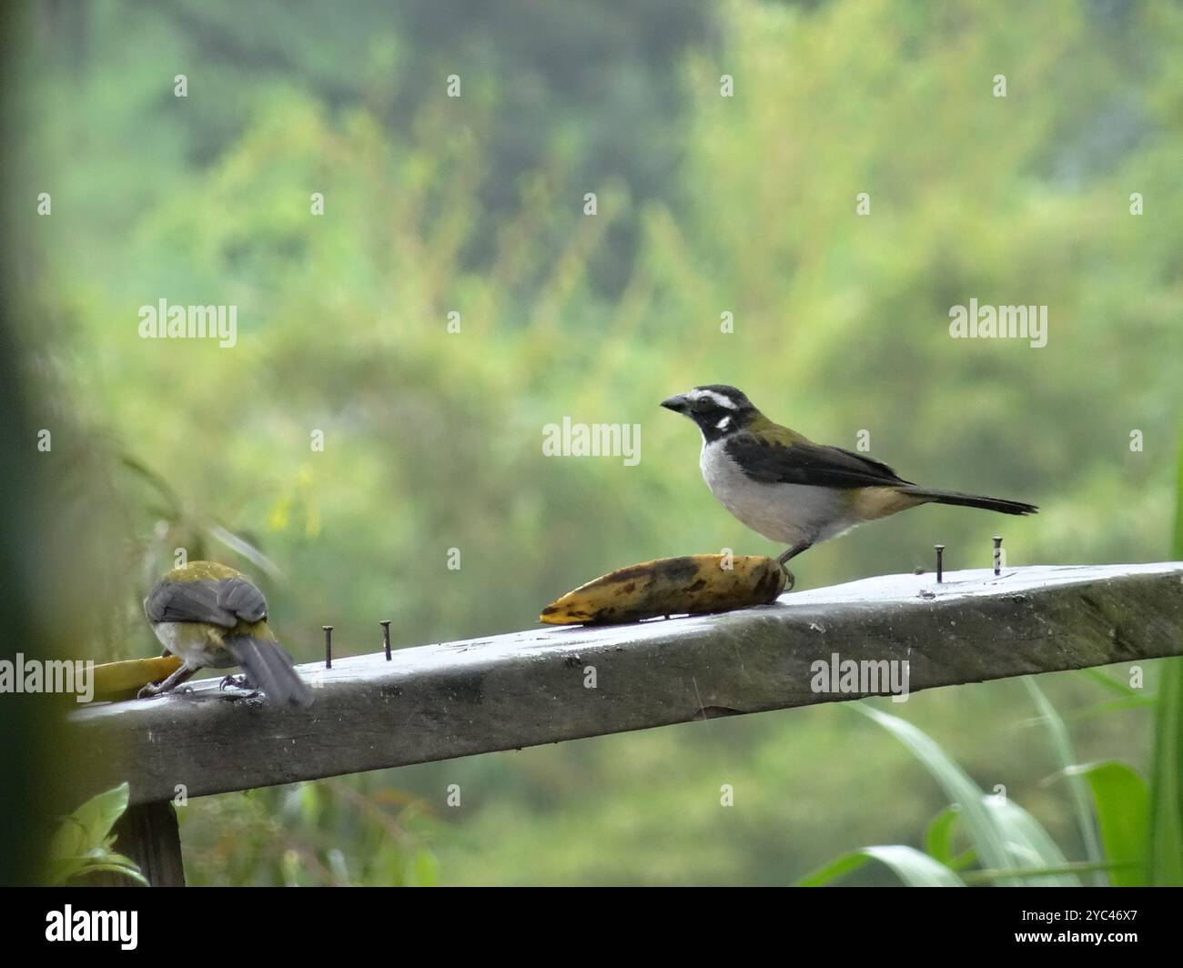 Black-winged Saltator (Saltator atripennis) Aves Stock Photo - Alamy