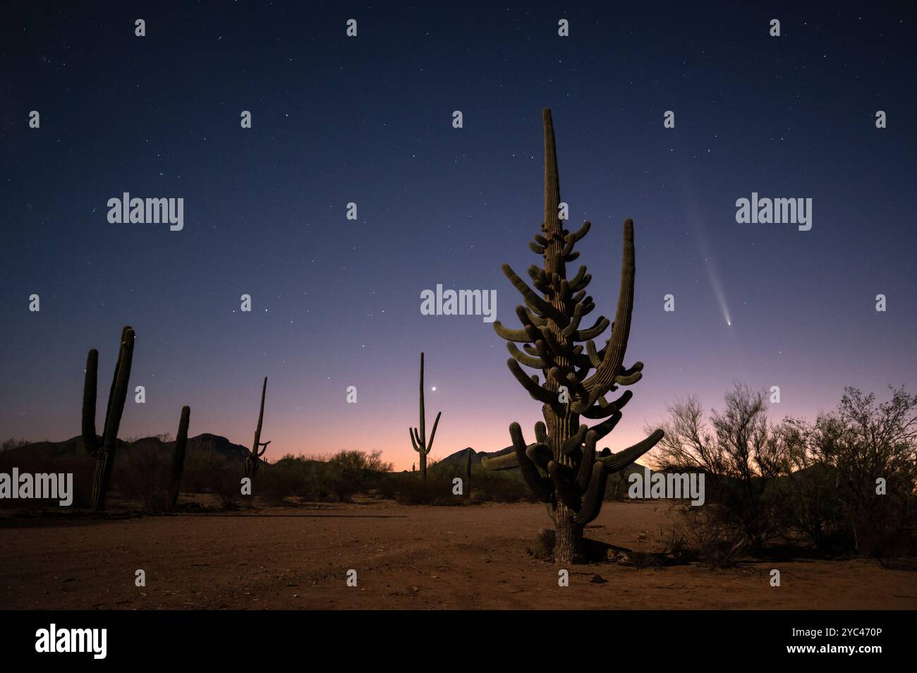 Comet C/2023 A3 (Tsuchinshan-ATLAS) over the Arizona desert Stock Photo ...