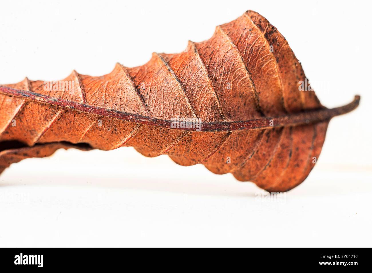 Guava leaf detail, curves, patterns and texture Stock Photo - Alamy