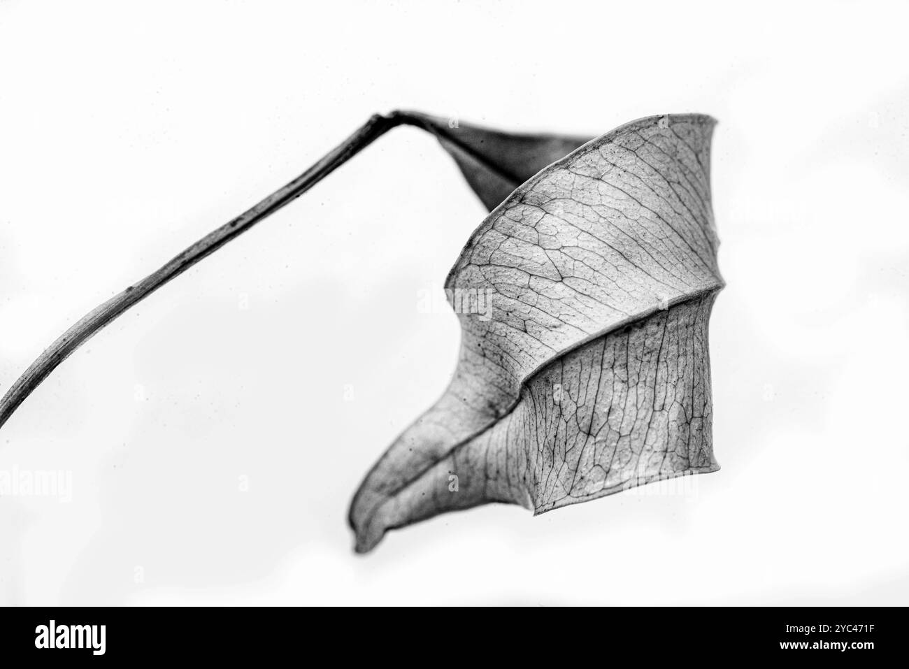 Dry Red lip ( Syzygium myrtifolium ) leaf curves and patterns - Kampala ...