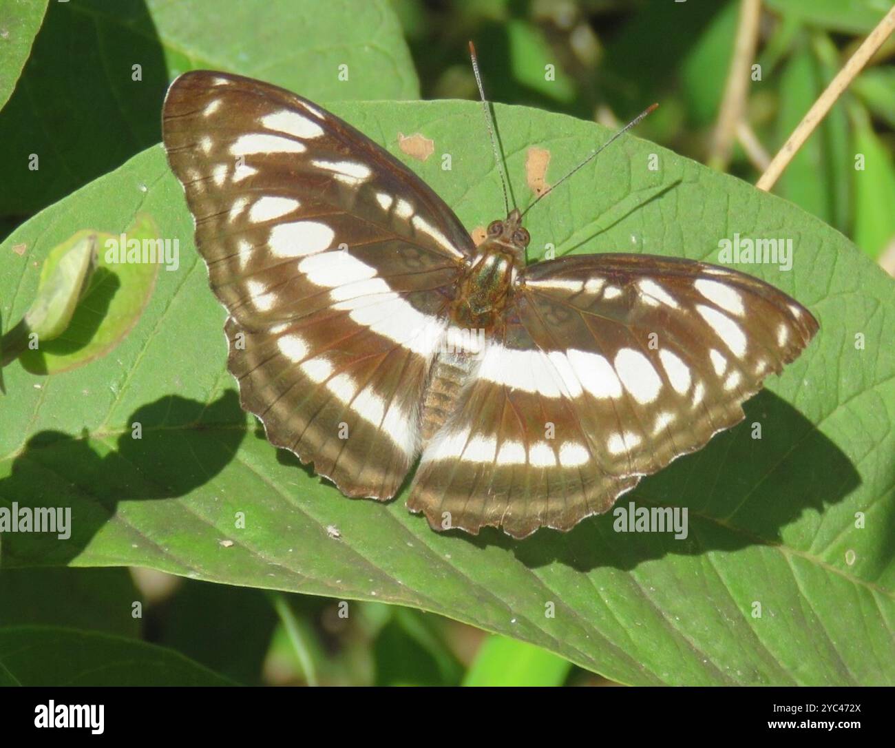 Staff Sergeant (Athyma selenophora) Insecta Stock Photo - Alamy