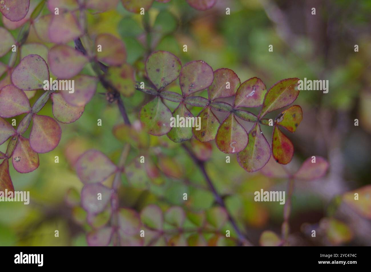 Lime Prickly-ash (Zanthoxylum fagara) Plantae Stock Photo - Alamy
