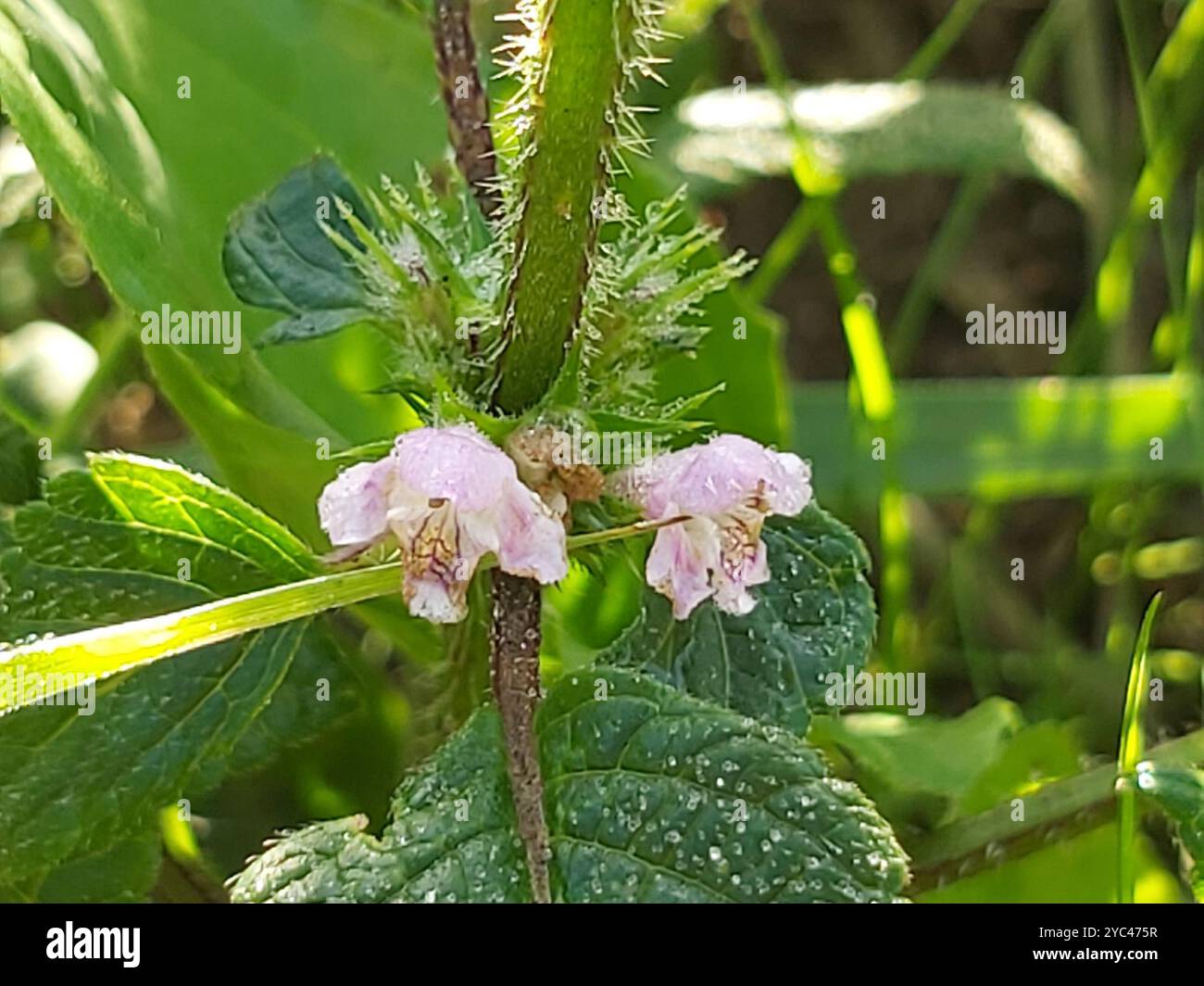 Common hemp-nettle (Galeopsis tetrahit) Plantae Stock Photo - Alamy