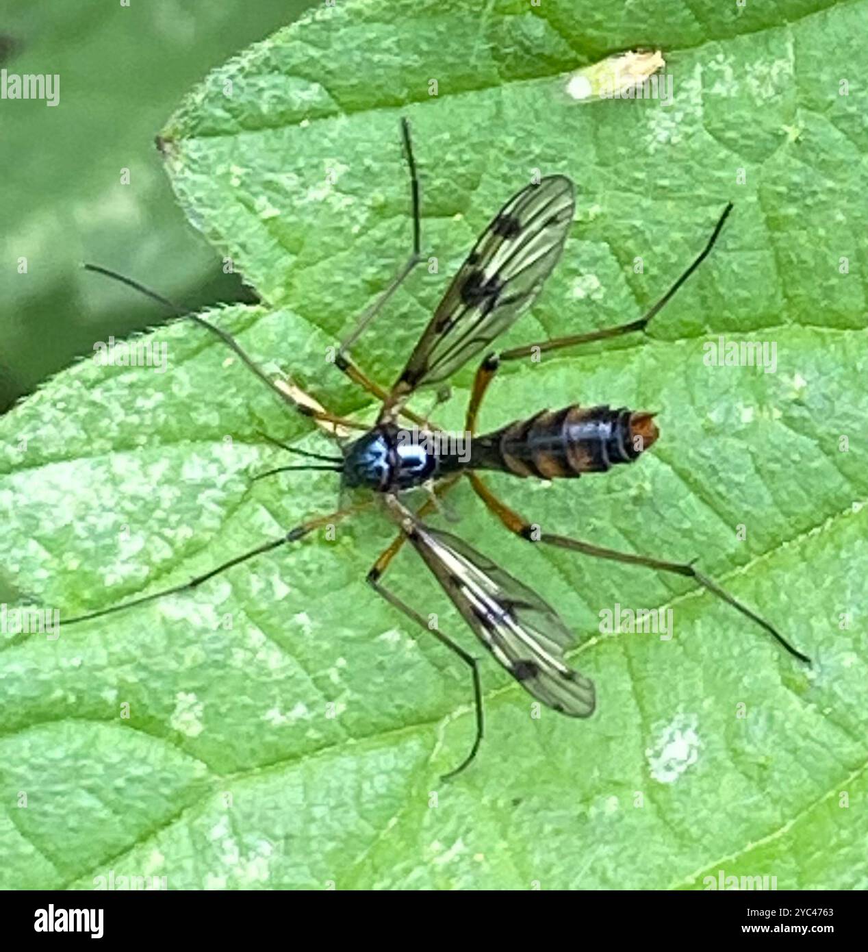 orange-marked cranefly (Ptychoptera contaminata) Insecta Stock Photo ...