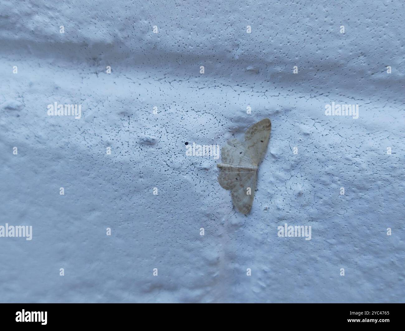 Small fan footed wave hi-res stock photography and images - Alamy