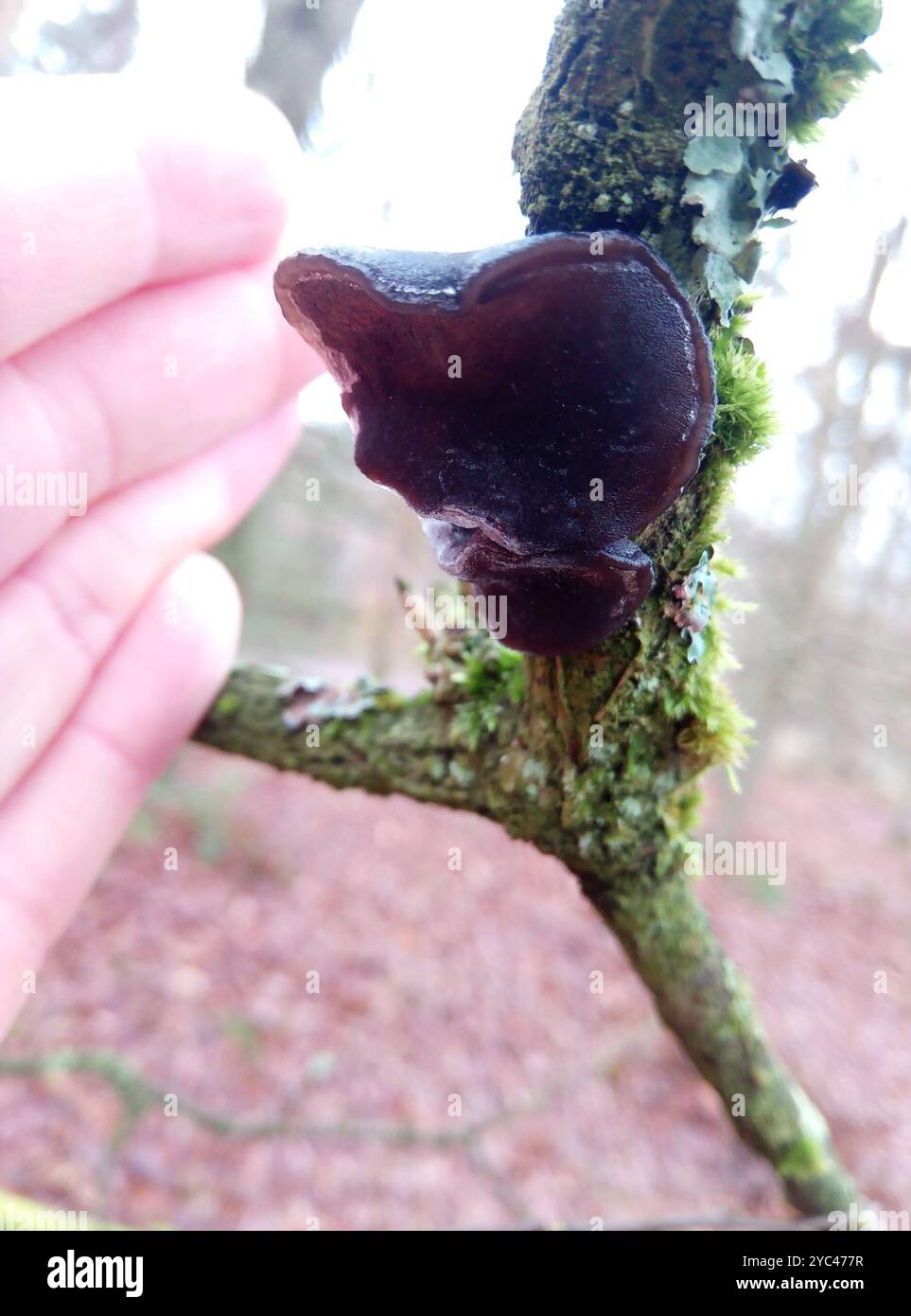 Exidia truncata hi-res stock photography and images - Alamy