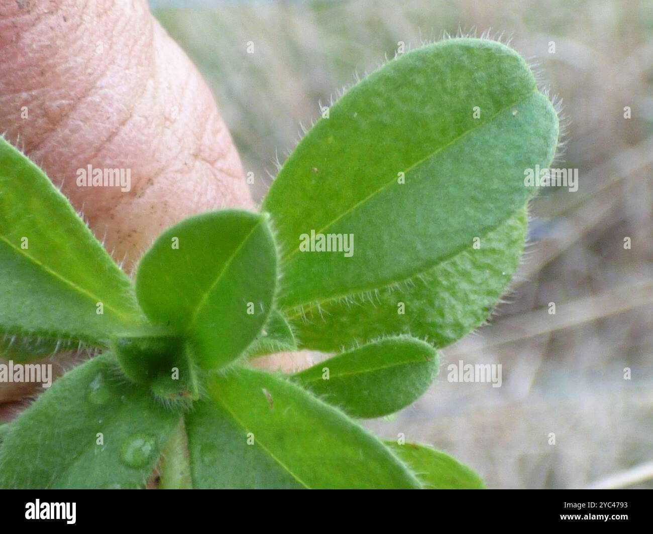 Common mouse-ear chickweed (Cerastium fontanum) Plantae Stock Photo - Alamy