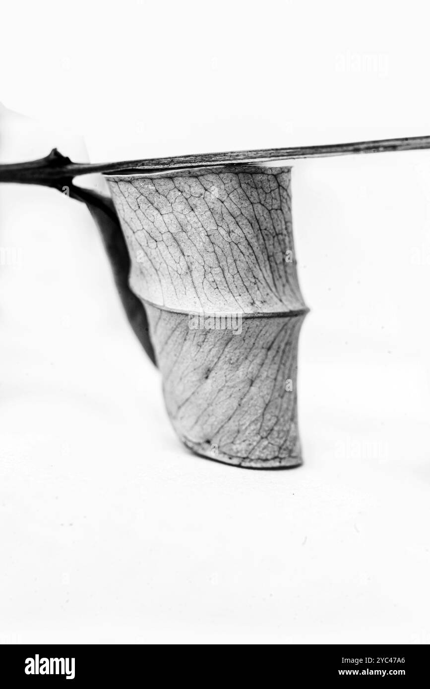 Dry Red lip ( Syzygium myrtifolium ) leaf curves and patterns - Kampala ...