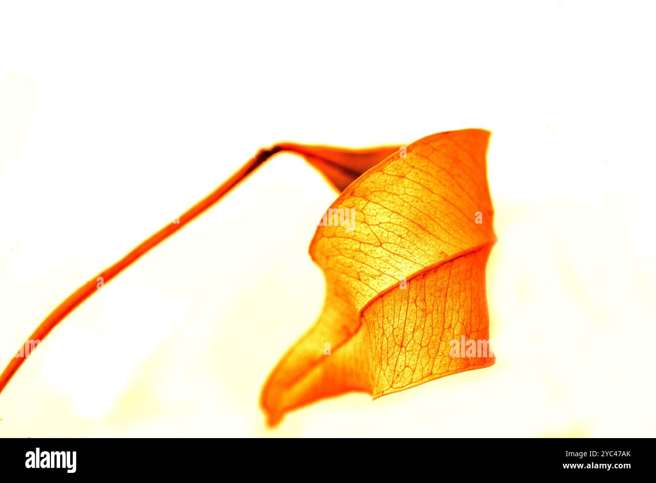 Dry Red lip ( Syzygium myrtifolium ) leaf curves and patterns - Kampala ...