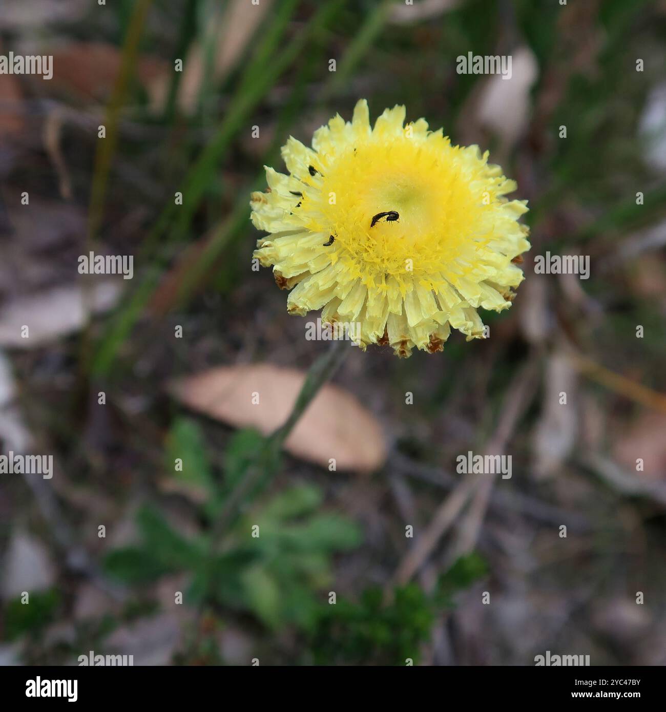 button everlasting (Coronidium scorpioides) Plantae Stock Photo - Alamy