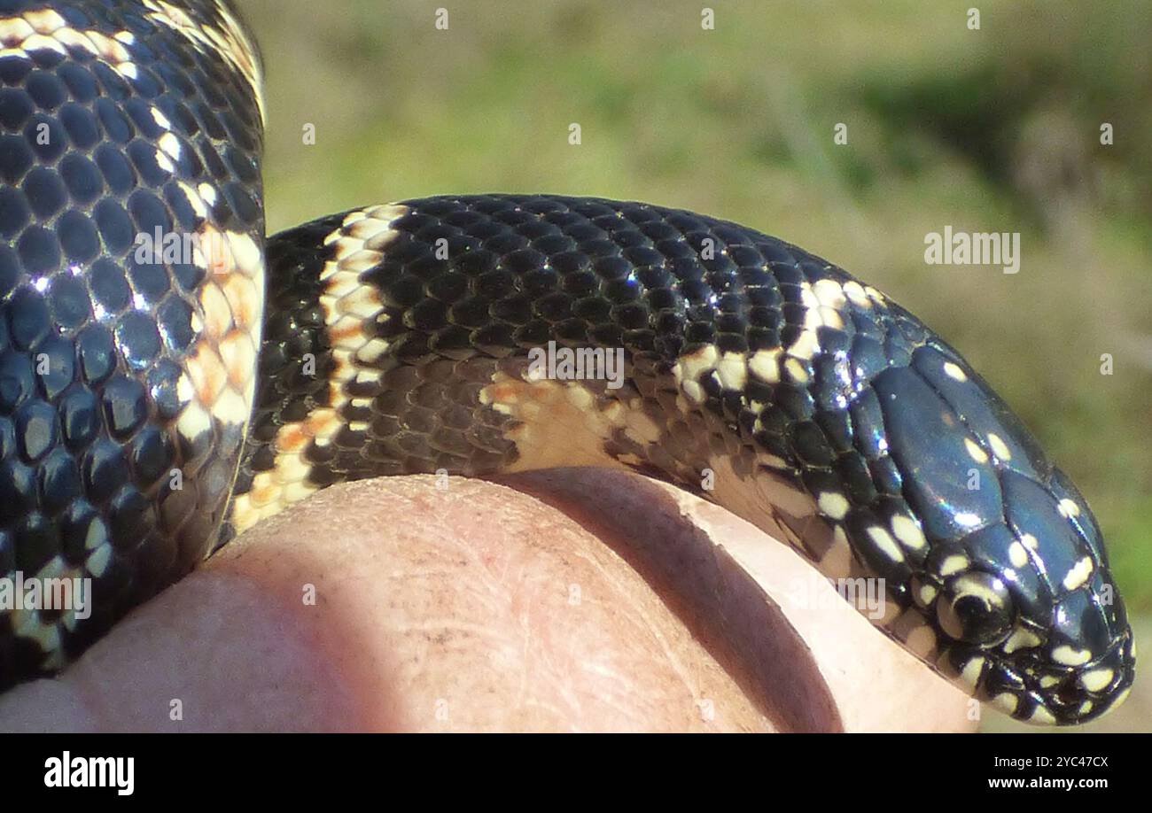 Eastern Kingsnake (Lampropeltis getula) Reptilia Stock Photo - Alamy