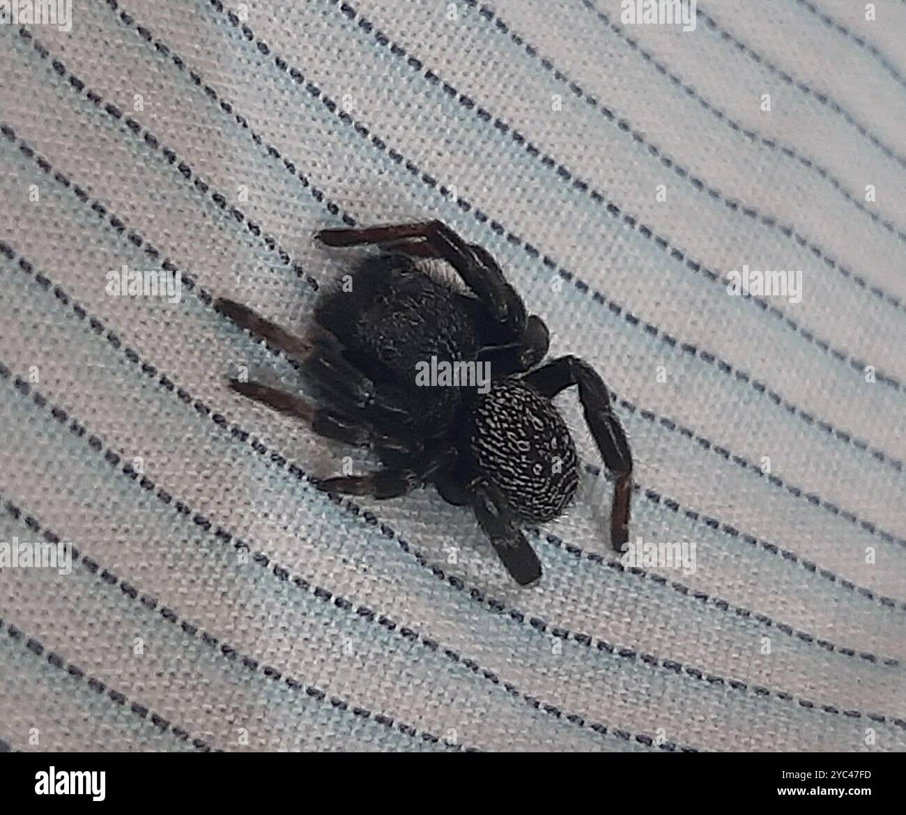 Tree Velvet Spiders (Gandanameno) Arachnida Stock Photo - Alamy