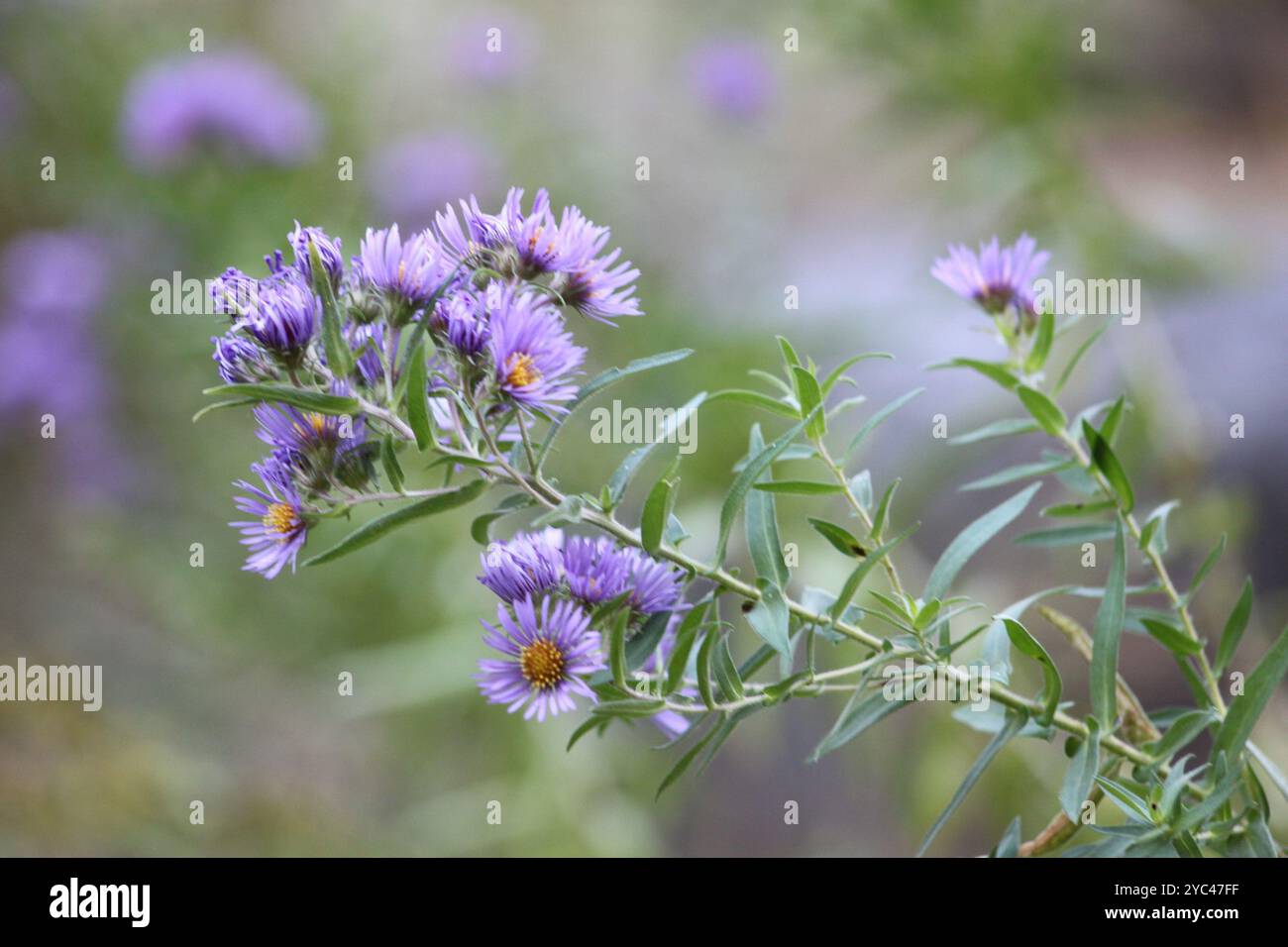 New England aster (Symphyotrichum novae-angliae) Plantae Stock Photo ...