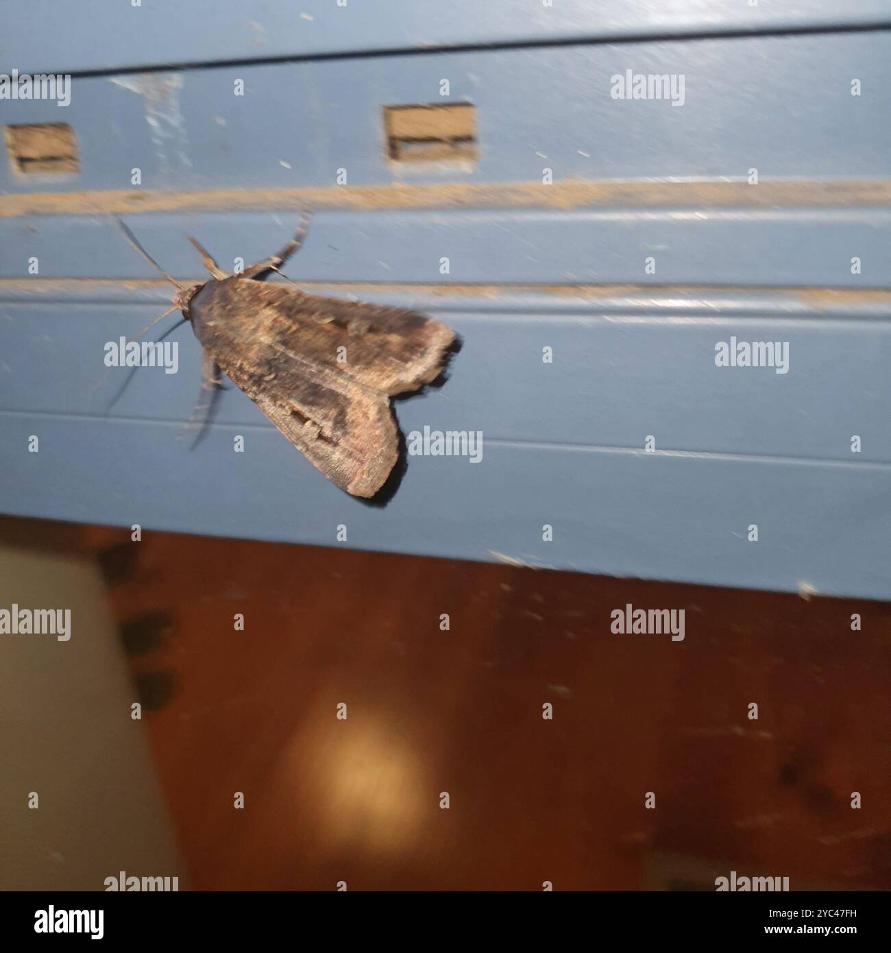 Bogong Moth (Agrotis infusa) Insecta Stock Photo - Alamy