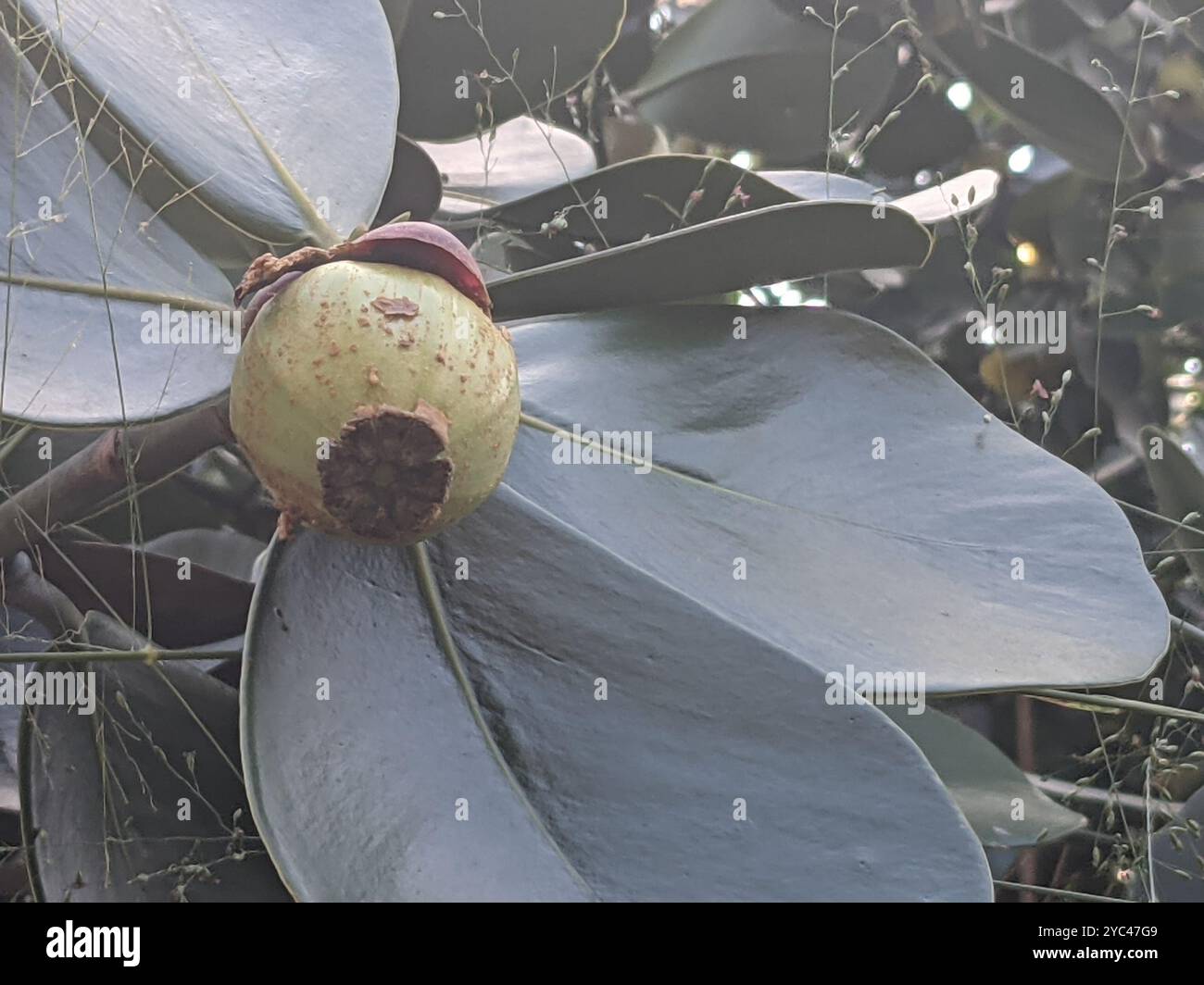 autograph tree (Clusia rosea) Plantae Stock Photo - Alamy