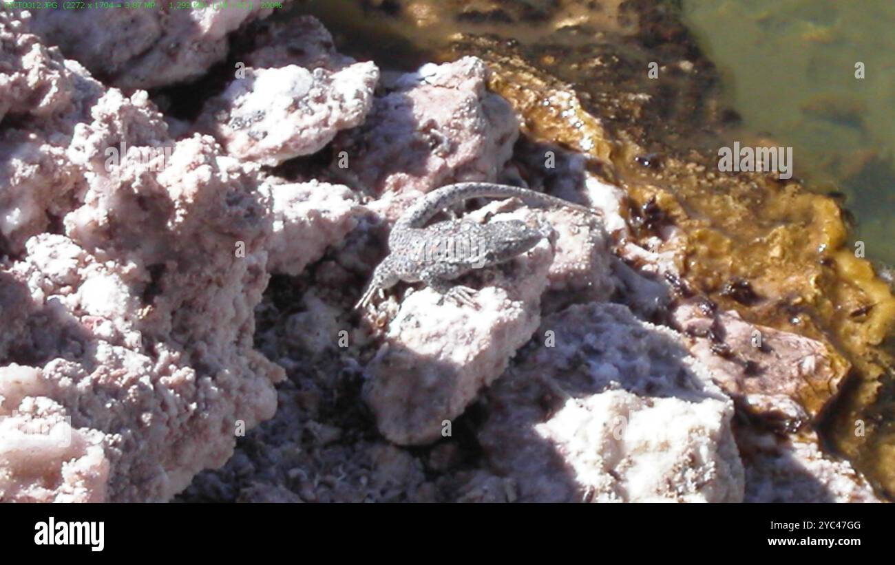 Llano de Vilama Smooth-throated Lizard (Liolaemus fabiani) Reptilia ...