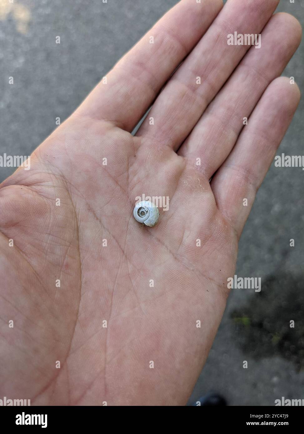 Typical Glass Snails (Oxychilus) Mollusca Stock Photo - Alamy
