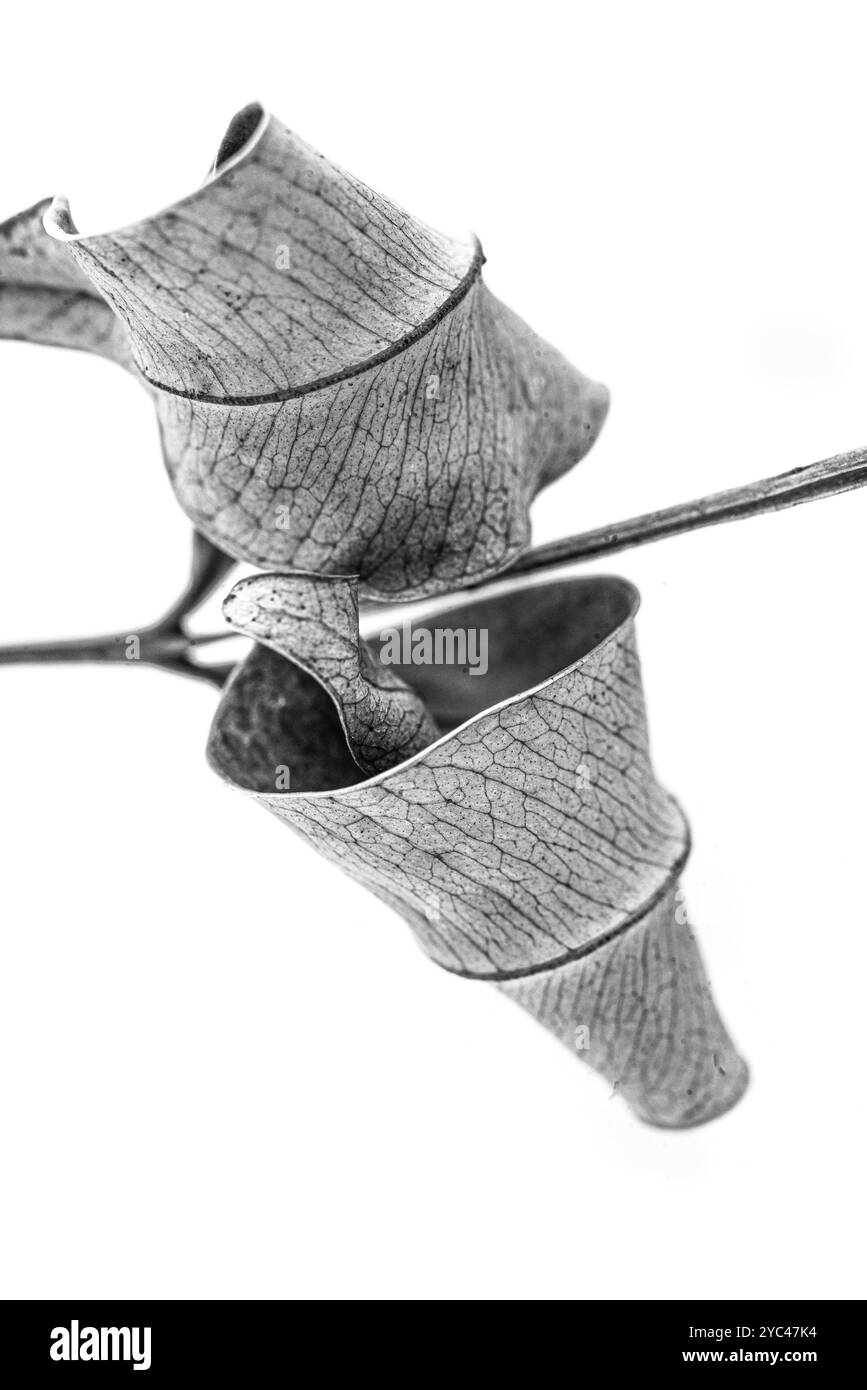 Dry Red lip ( Syzygium myrtifolium ) leaf curves and patterns - Kampala ...