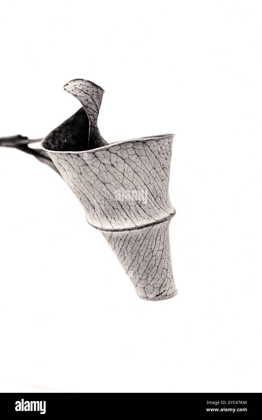 Dry Red lip ( Syzygium myrtifolium ) leaf curves and patterns - Kampala ...