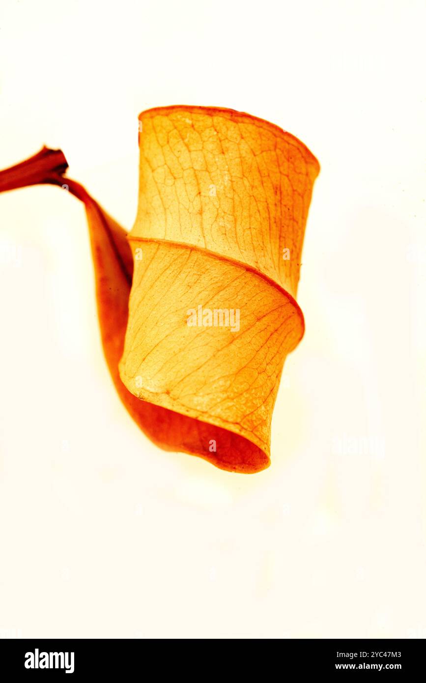 Dry Red lip ( Syzygium myrtifolium ) leaf curves and patterns - Kampala ...