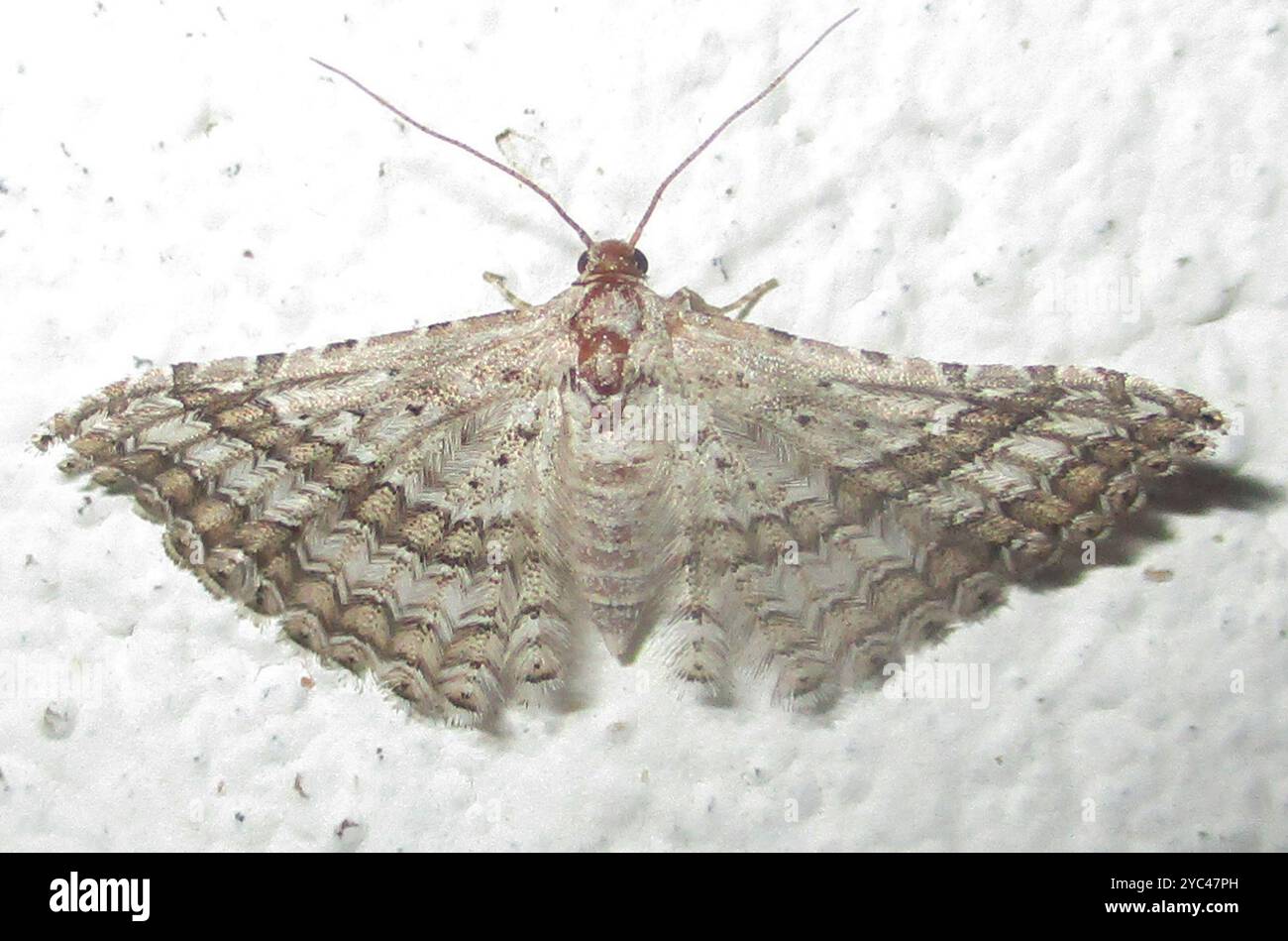 Many-plumed Moths (Alucitidae) Insecta Stock Photo - Alamy