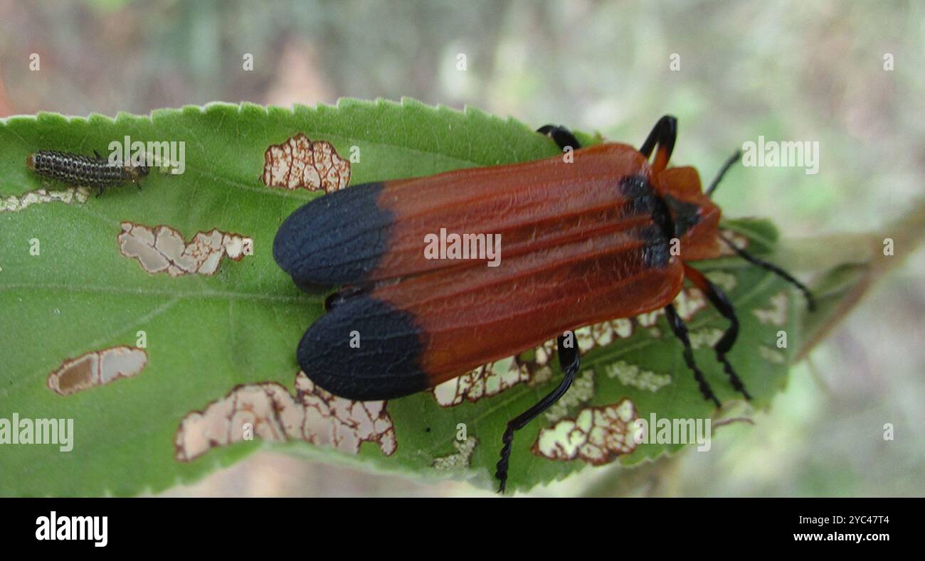 Net-winged Beetles (Lycidae) Insecta Stock Photo - Alamy