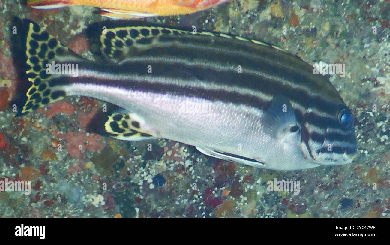 Plectorhinchus lessonii hi-res stock photography and images - Alamy