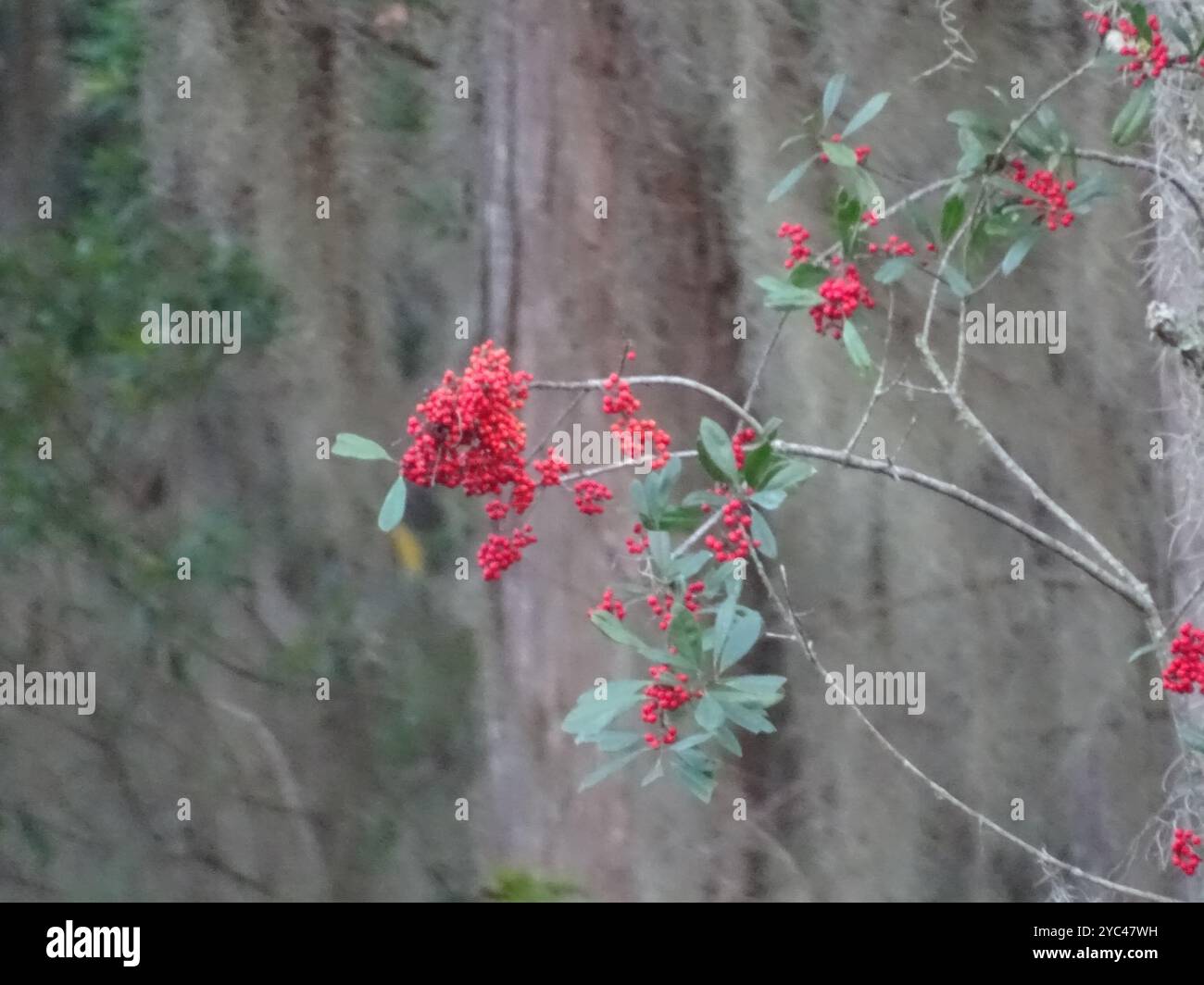 dahoon holly (Ilex cassine) Plantae Stock Photo - Alamy