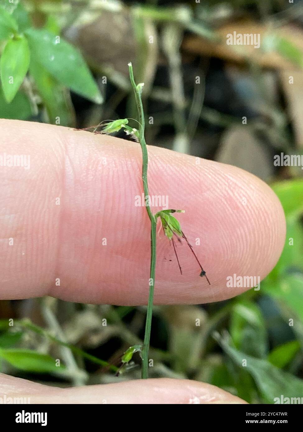 Basket Grass (Oplismenus hirtellus) Plantae Stock Photo - Alamy