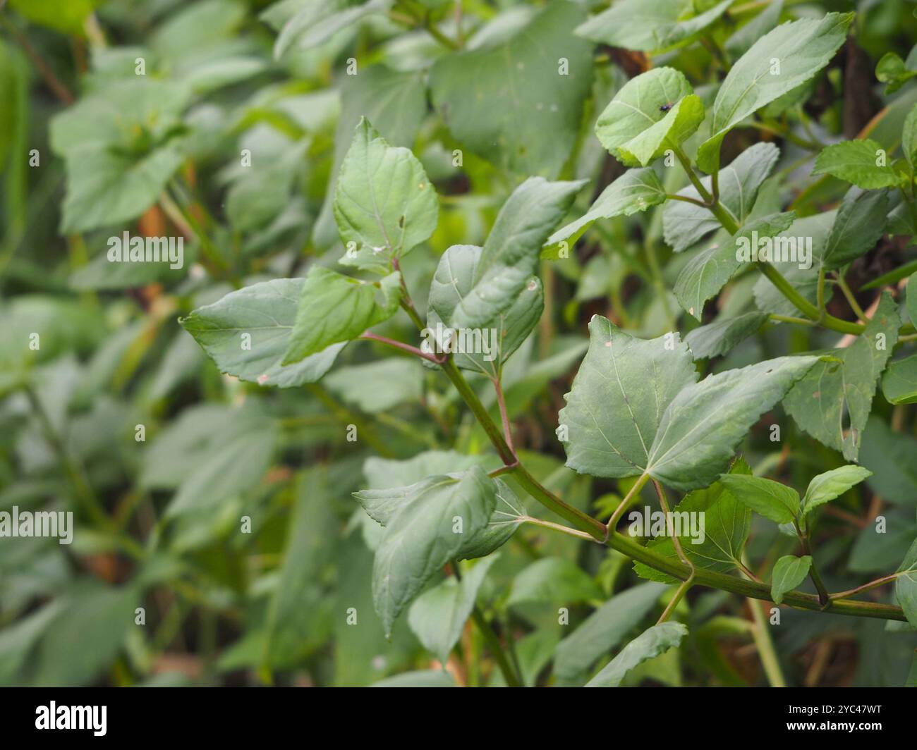 sea daisy (Wollastonia biflora) Plantae Stock Photo - Alamy