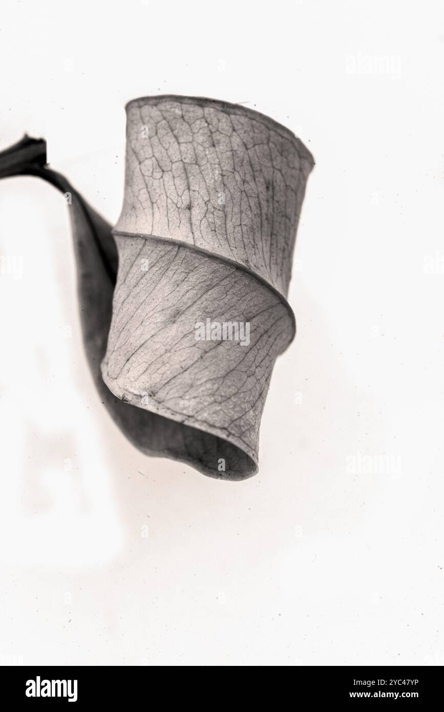 Leaf patterns, curves, texture and lines Stock Photo - Alamy