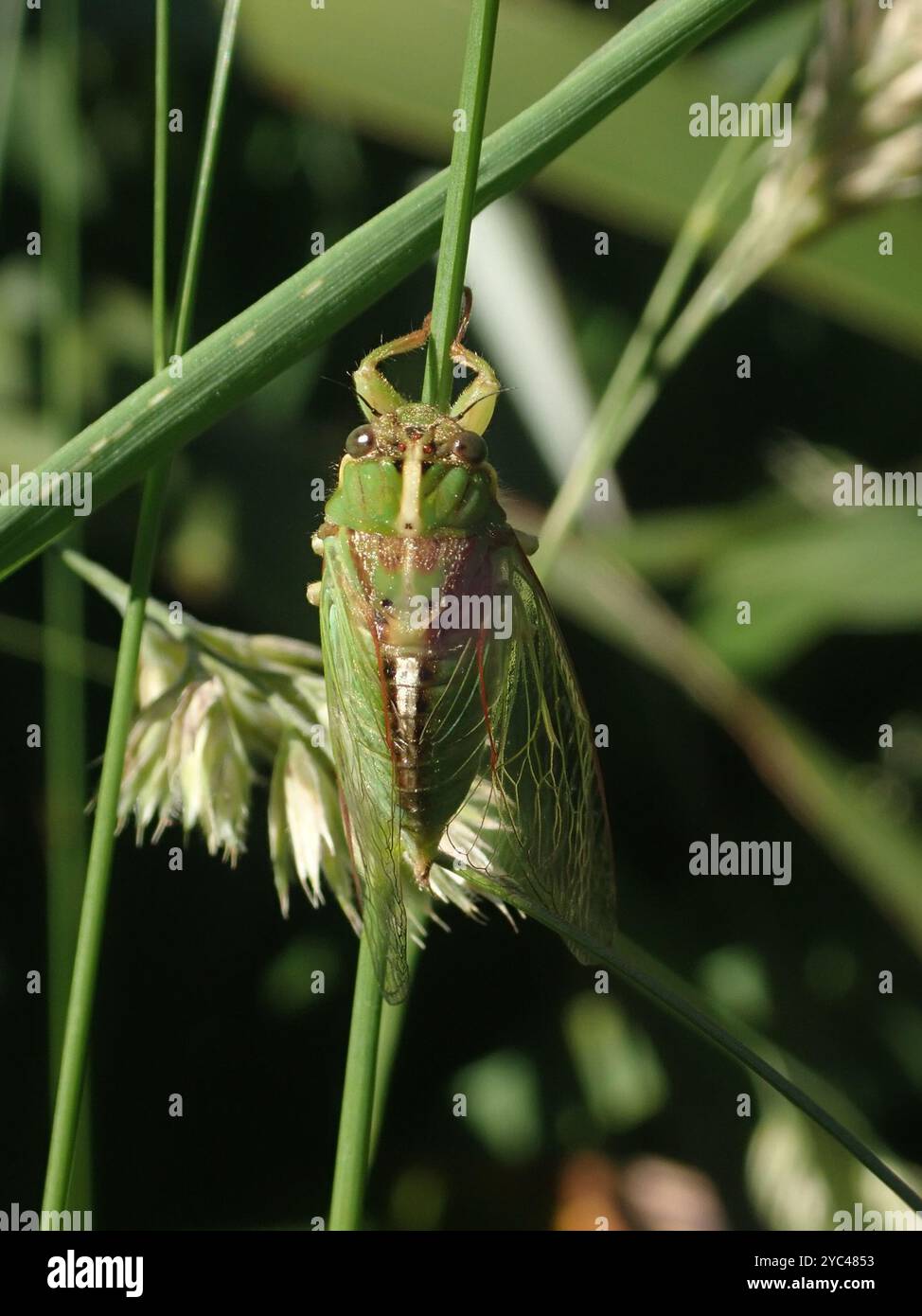 Cicada muta hi-res stock photography and images - Alamy