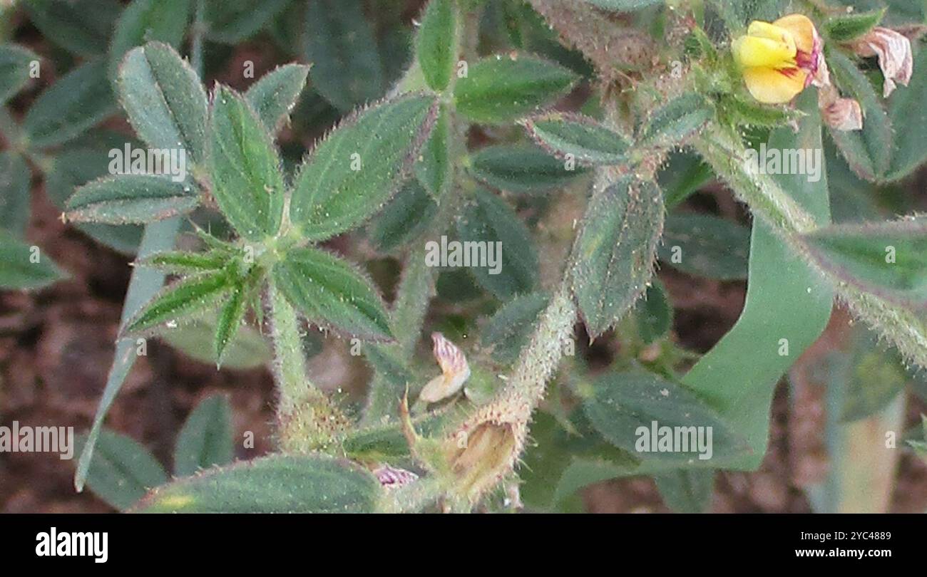 Wild Lucerne (Stylosanthes fruticosa) Plantae Stock Photo - Alamy