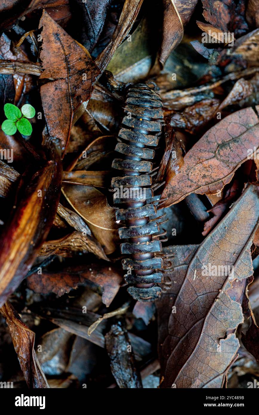 Stenoniodes, commonly known as the Borneo tractor millipede, is a genus ...