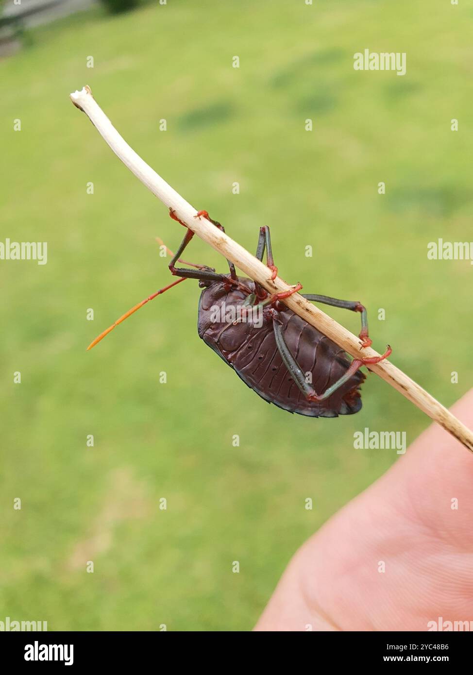 Bronze Orange Bug (Musgraveia sulciventris) Insecta Stock Photo - Alamy