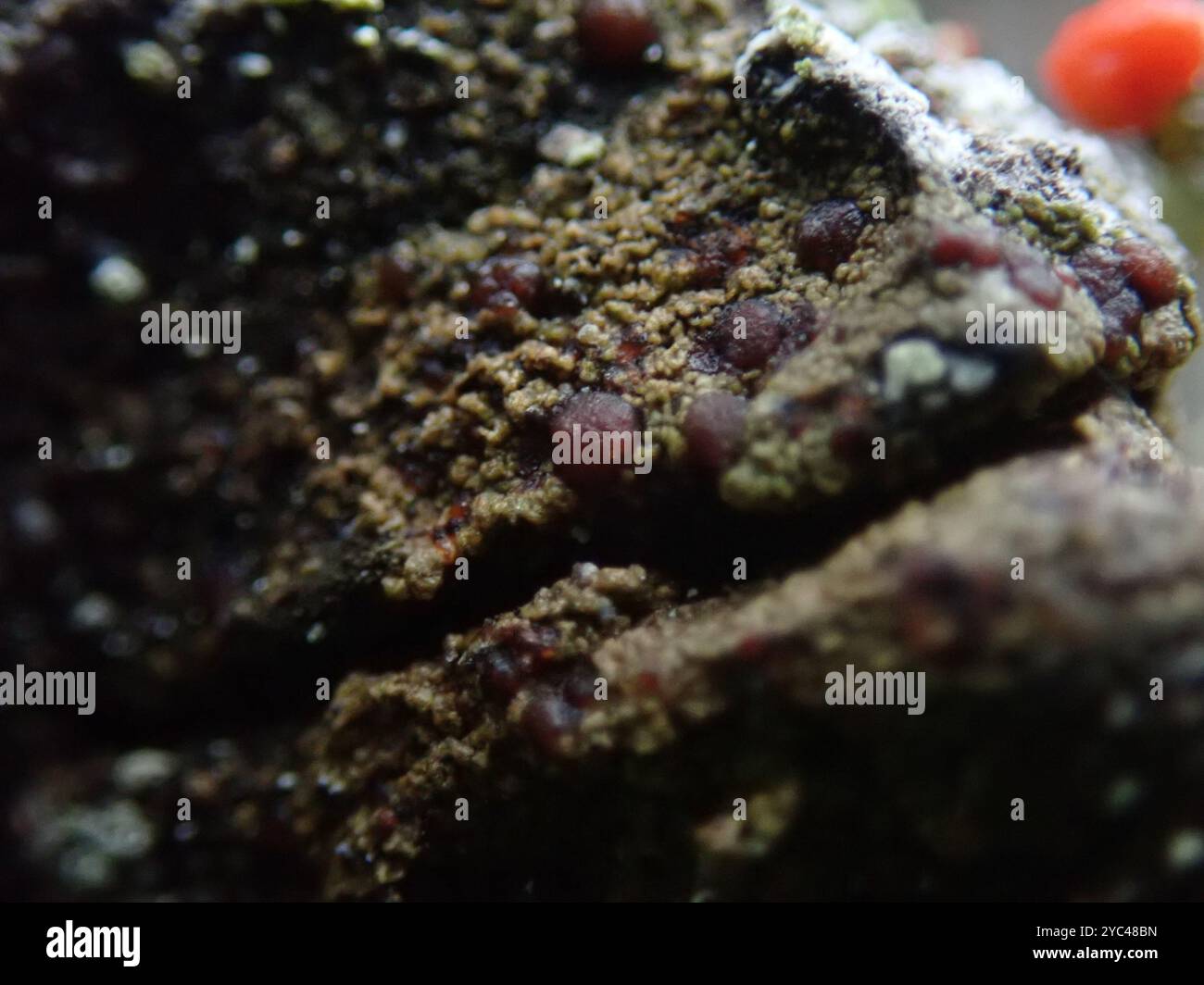 Bacidia hi-res stock photography and images - Alamy