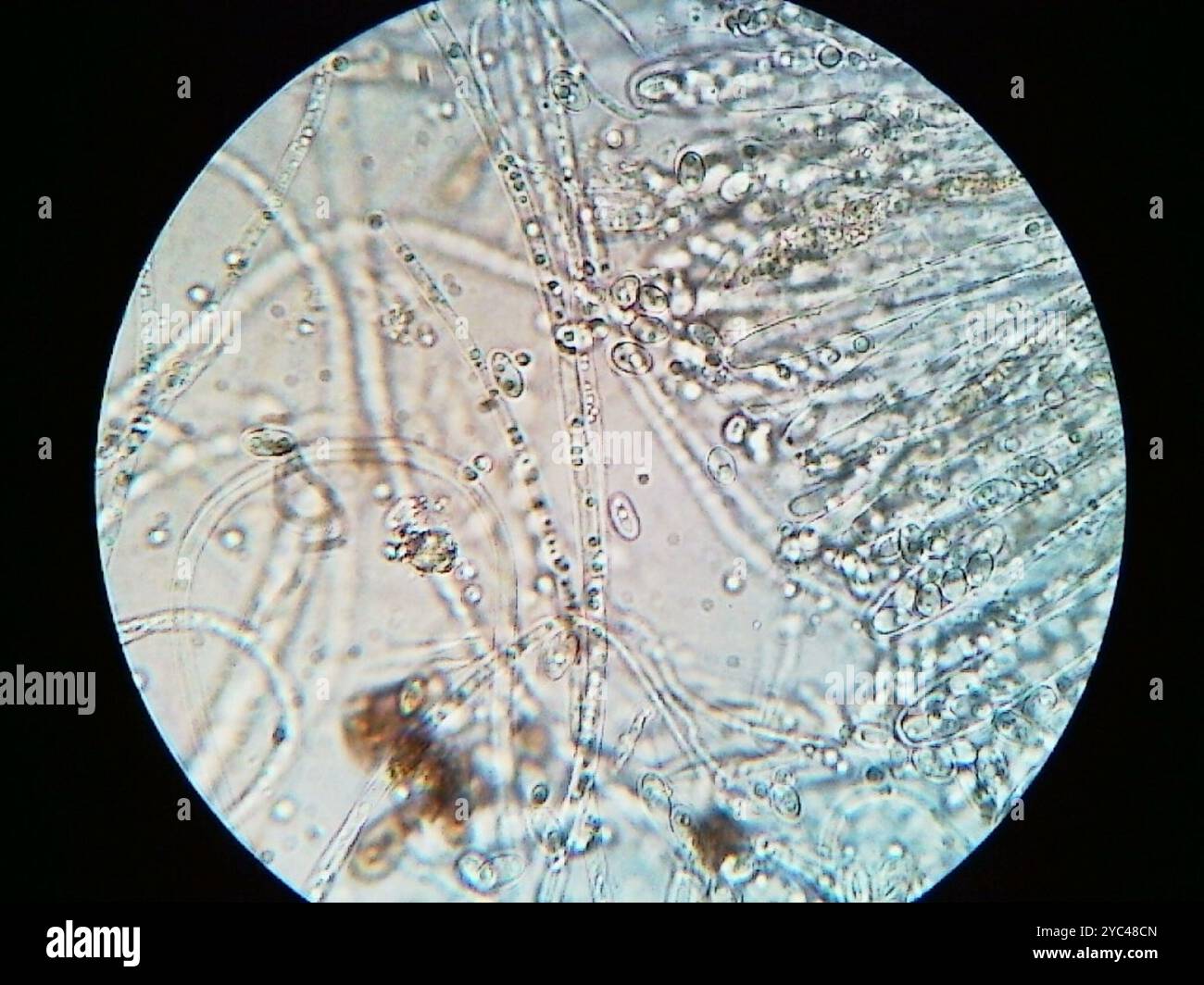 Beech jelly disc hi-res stock photography and images - Alamy