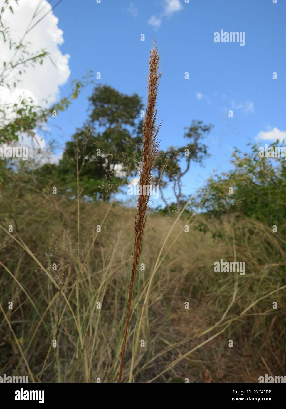 Spade Grass (Leptocarydion vulpiastrum) Plantae Stock Photo - Alamy