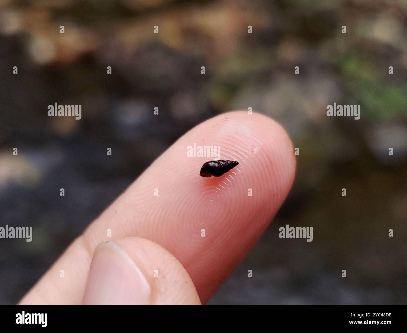 New Zealand Mudsnail (Potamopyrgus antipodarum) Mollusca Stock Photo ...