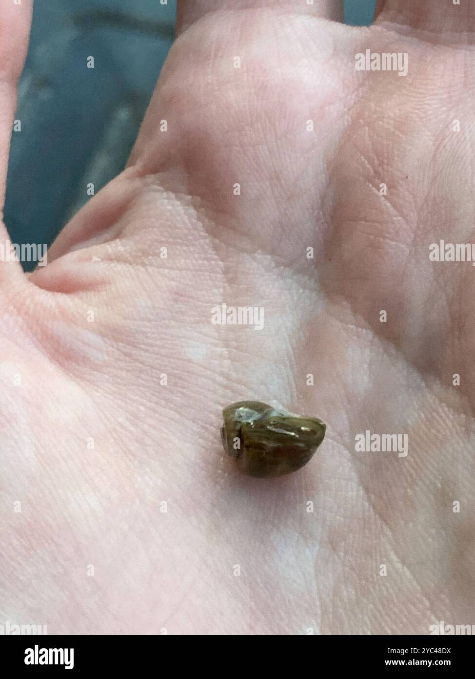 Ramshorn snails (Planorbidae) Mollusca Stock Photo - Alamy