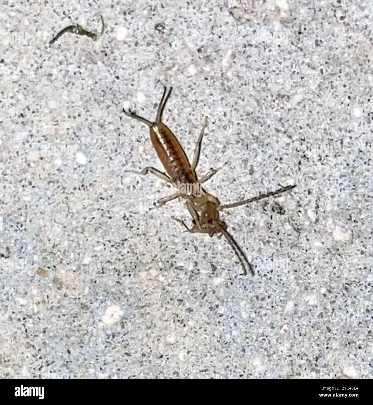Shore Earwig (Labidura riparia) Insecta Stock Photo - Alamy