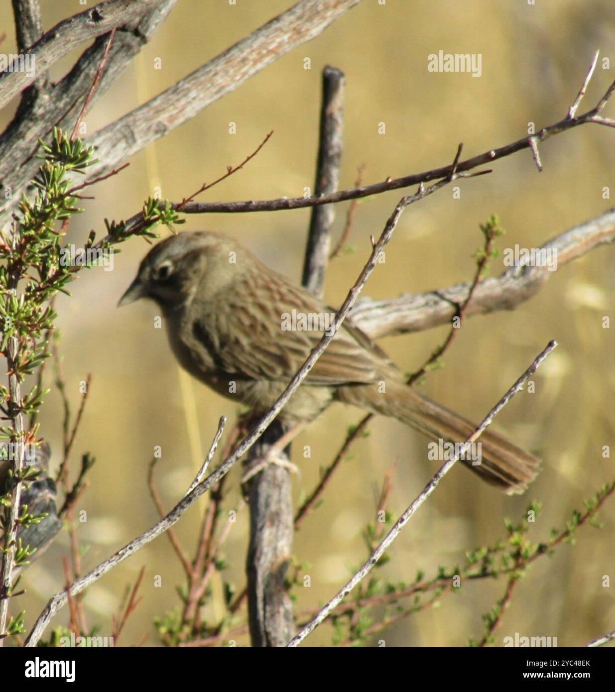 Rufous-crowned Sparrow (Aimophila ruficeps) Aves Stock Photo - Alamy