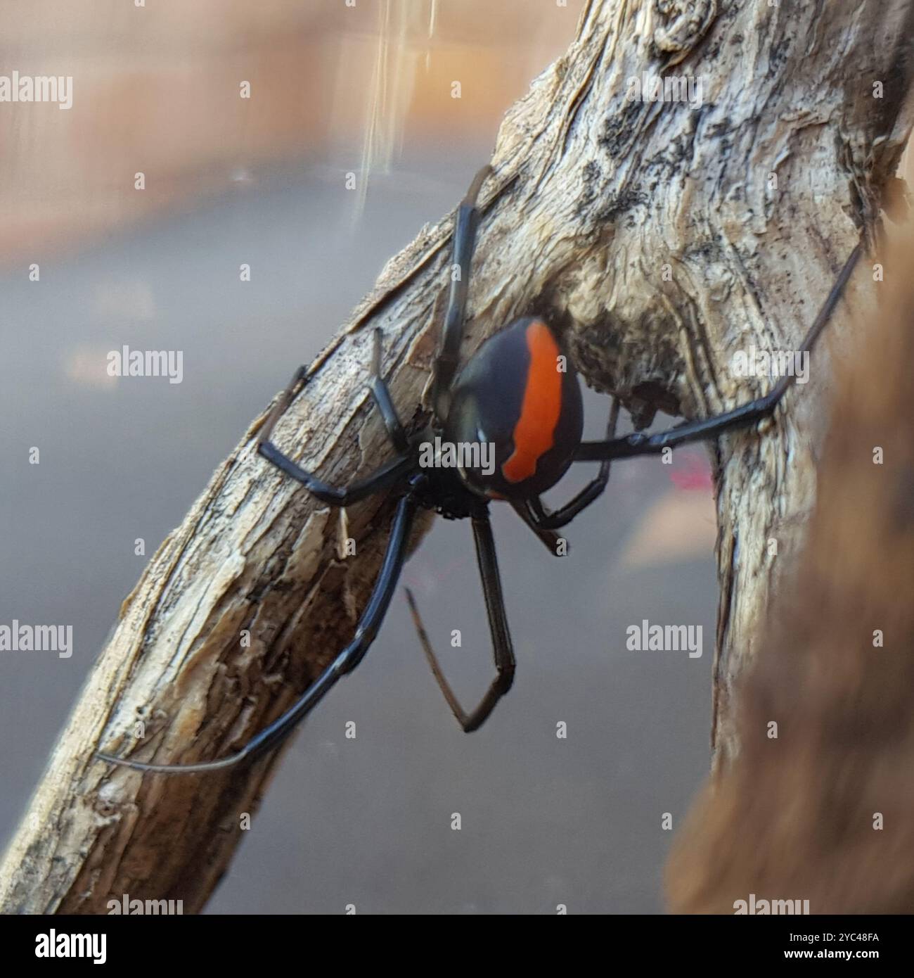 Redback Spider (Latrodectus hasselti) Arachnida Stock Photo - Alamy
