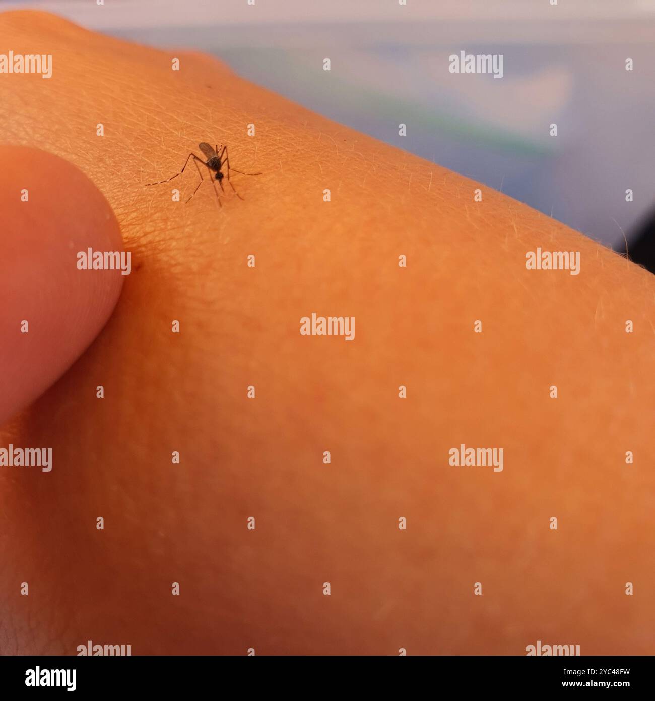 Striped Mosquito (Aedes notoscriptus) Insecta Stock Photo - Alamy