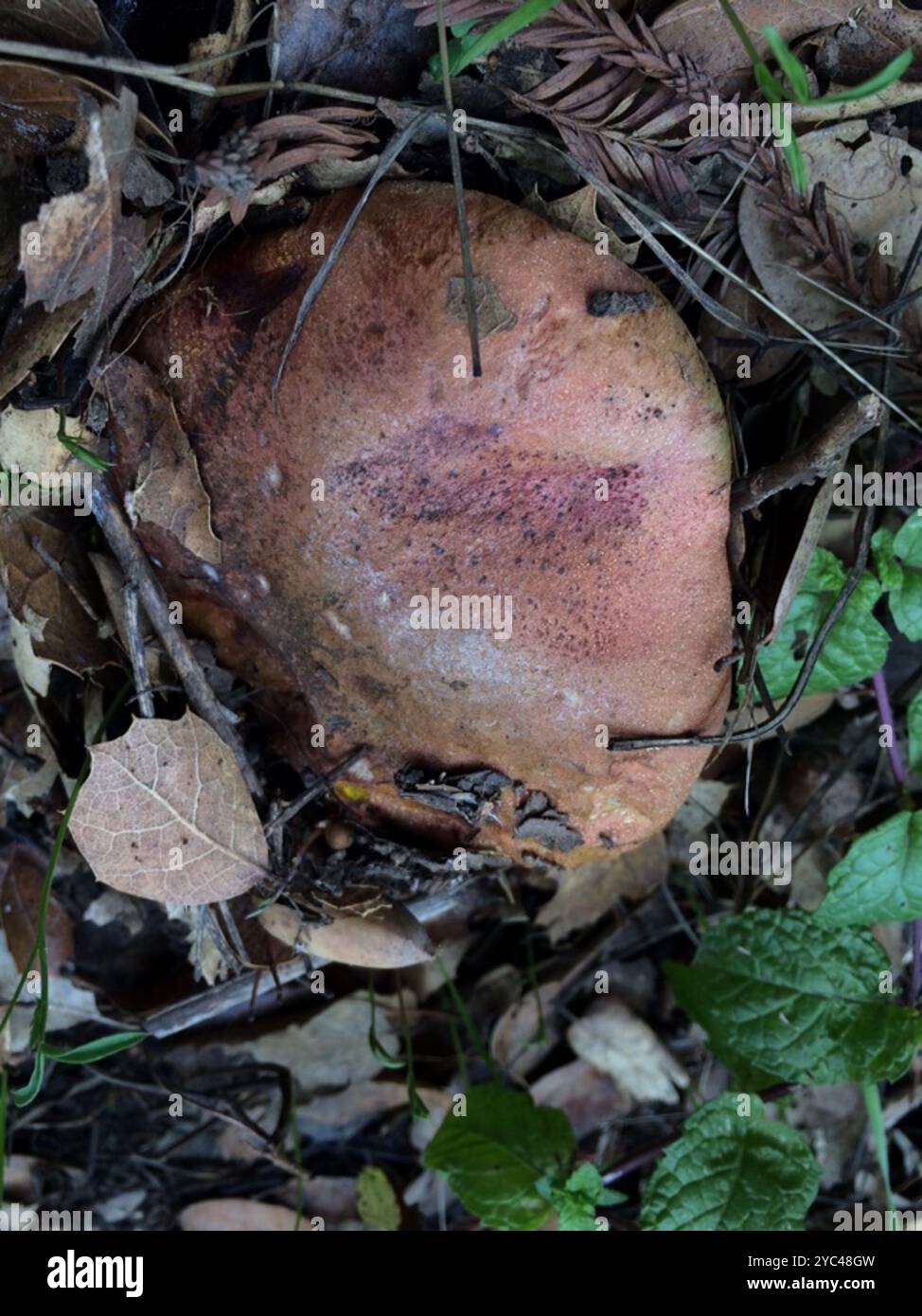 Liver Bolete (Suillellus amygdalinus) Fungi Stock Photo - Alamy